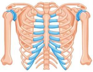 ≡ Douleur Intercostale : Causes, Symptômes et Traitements Possibles